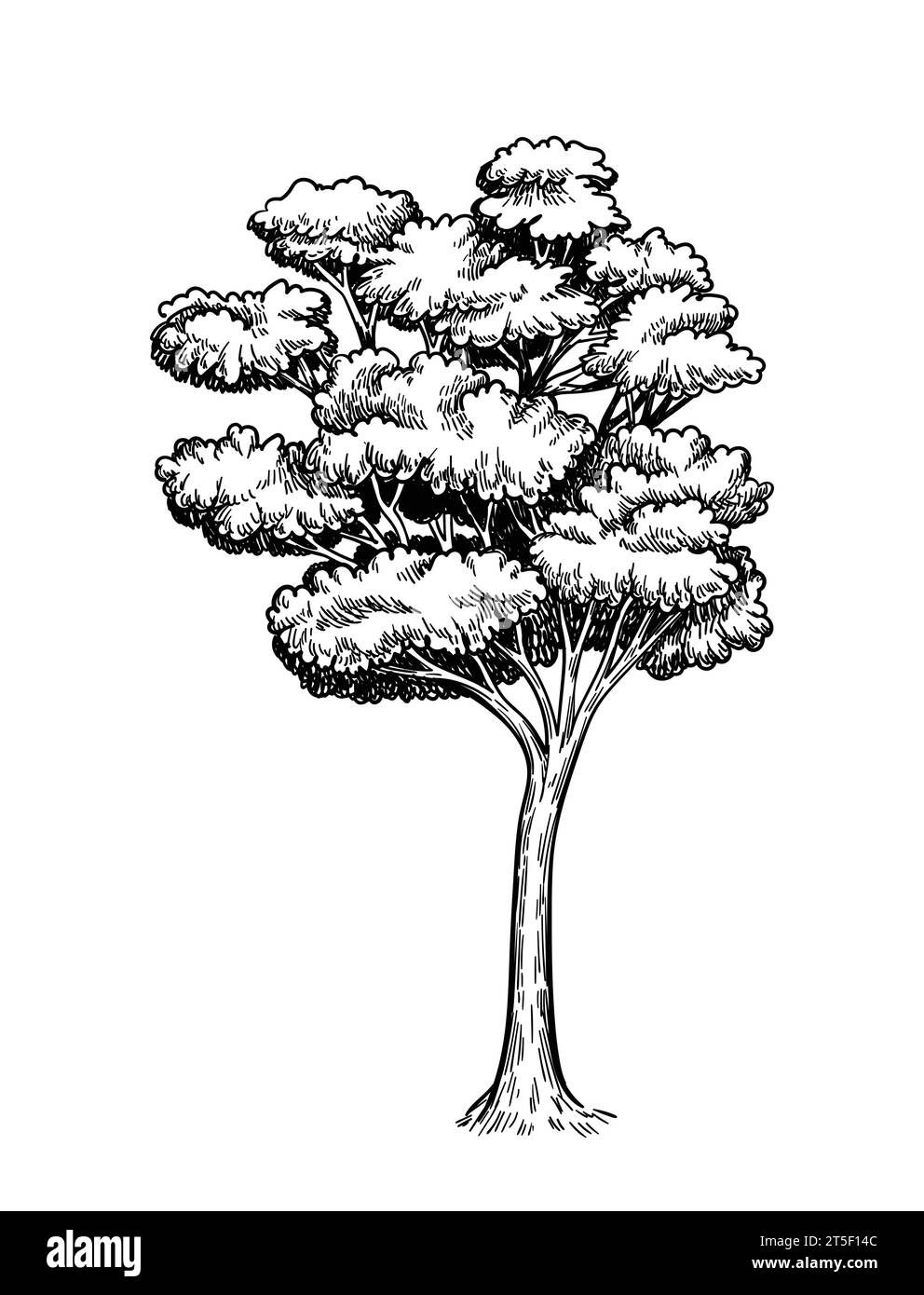 Large leaf maple tree Stock Vector Images - Alamy