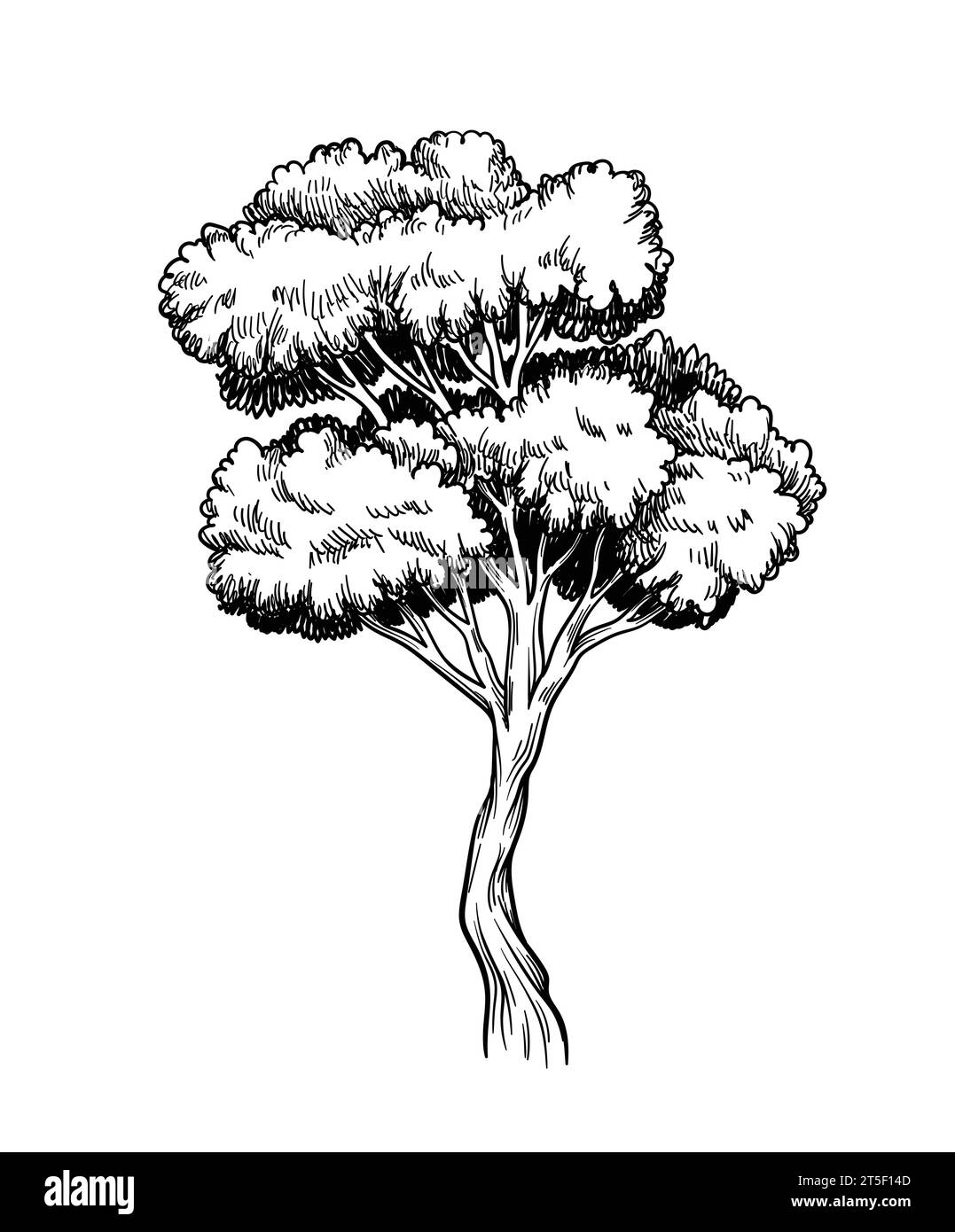 Oak trees vector hand drawn sketch Stock Vector Image & Art - Alamy