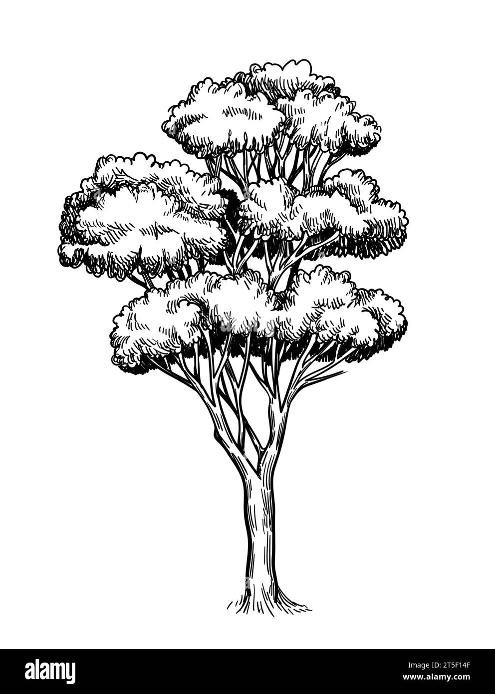 Oak trees vector hand drawn sketch Stock Vector Image & Art - Alamy