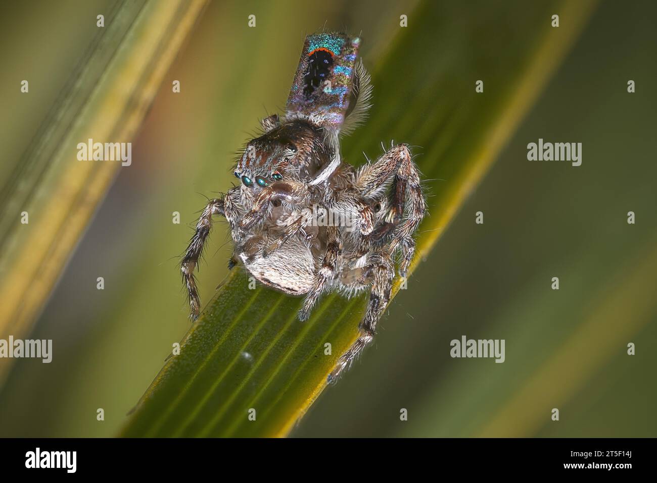 Male Peacock spider. Maratus hakea, mating with a female Stock Photo ...