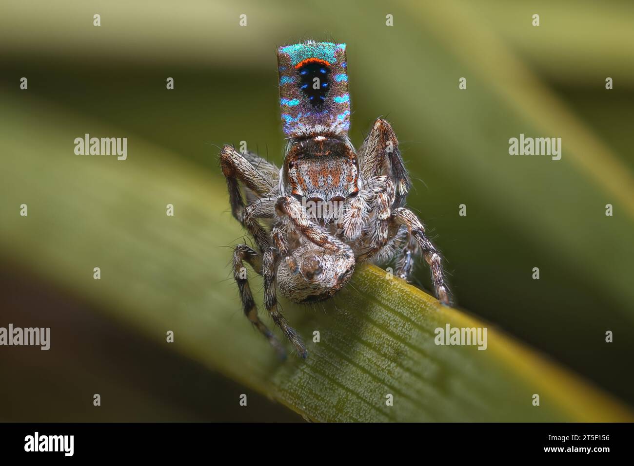 Tiger jumping spider hi-res stock photography and images - Alamy