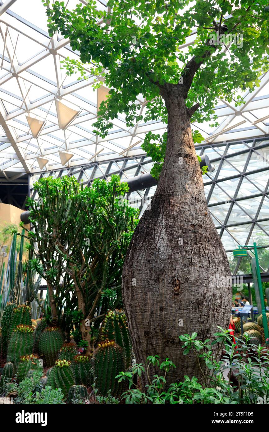 Buddha tripe hi-res stock photography and images - Alamy