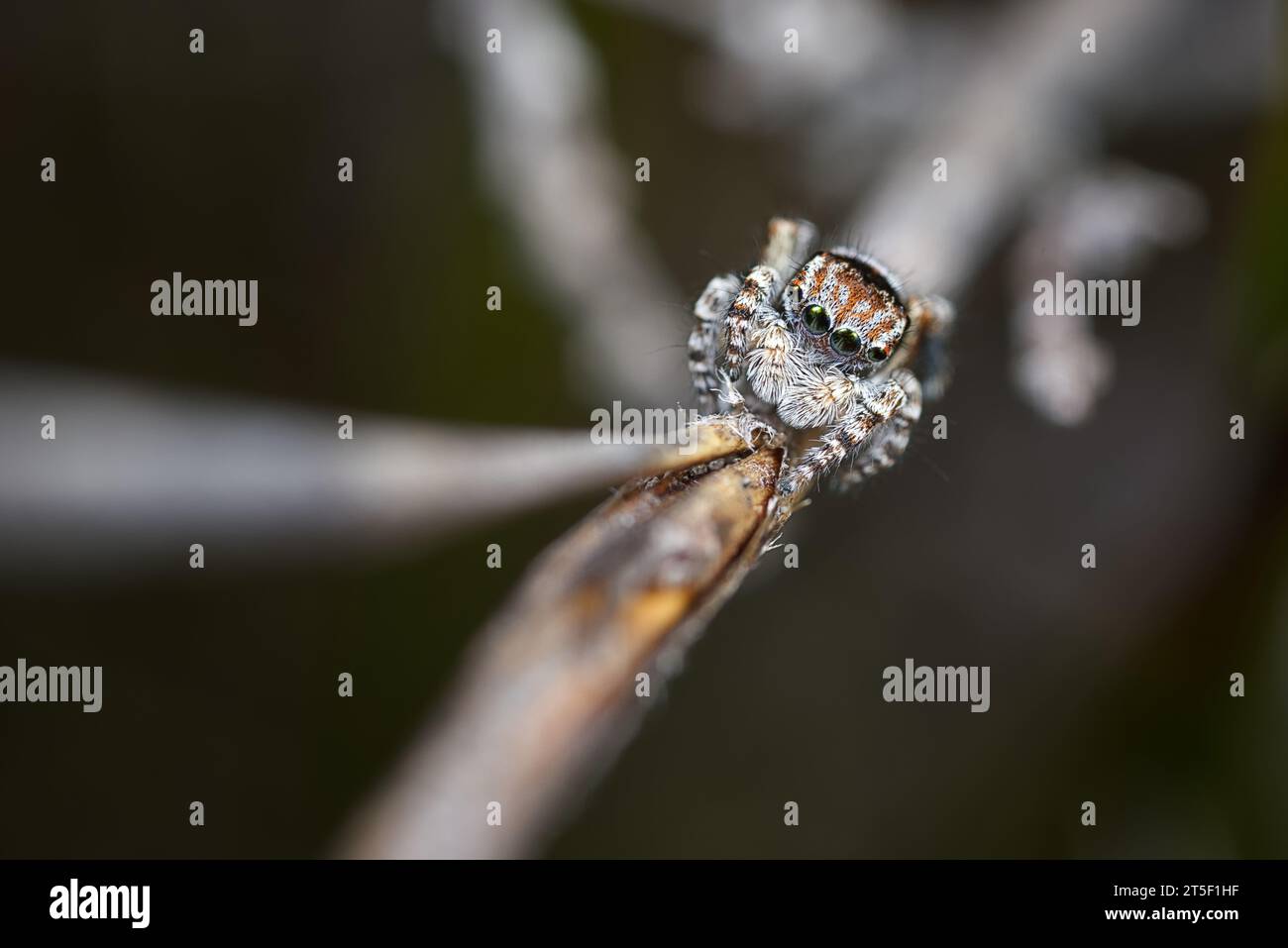 Undescribed Male Peacock spider currently known as "Tiger shark ...