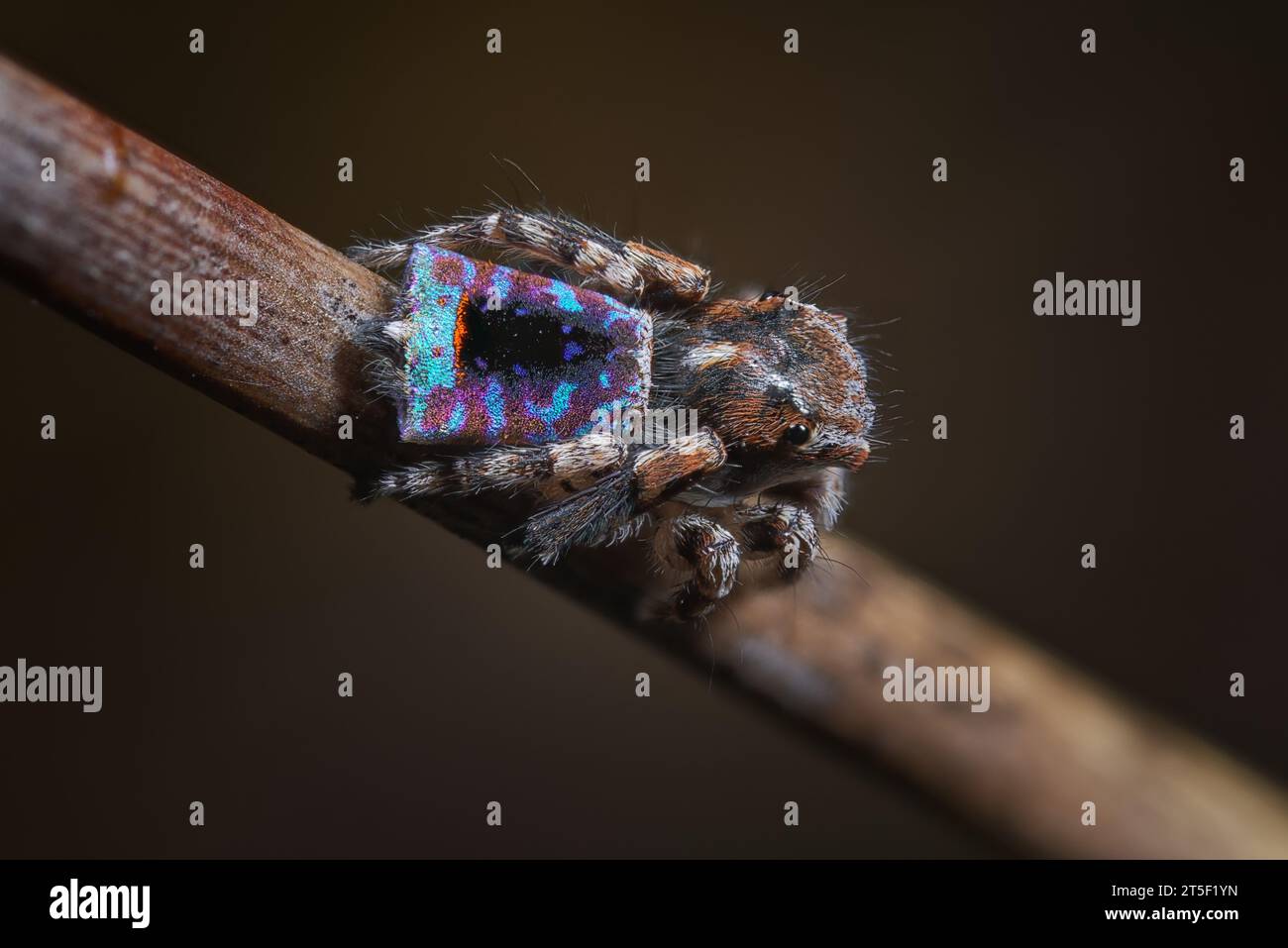 A Male Peacock spider (Maratus hakea) commonly known as "Tiger shark ...