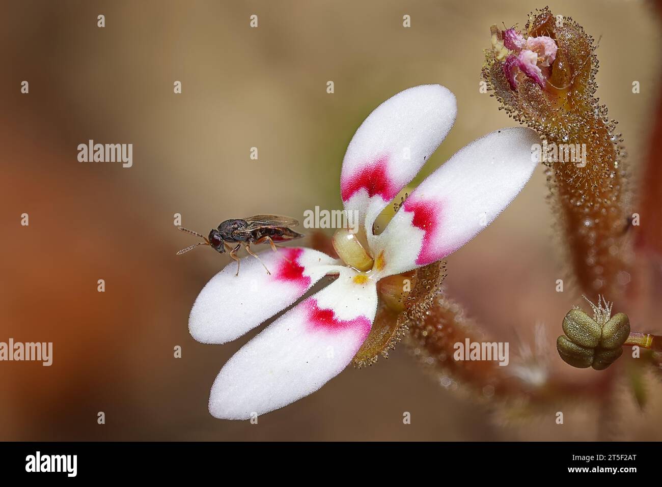 Western australia flower hi-res stock photography and images - Alamy