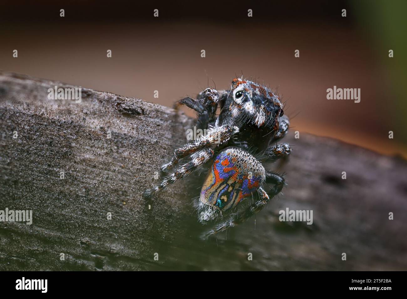Peacock spider, Maratus aquilus in his breeding colours Stock Photo - Alamy