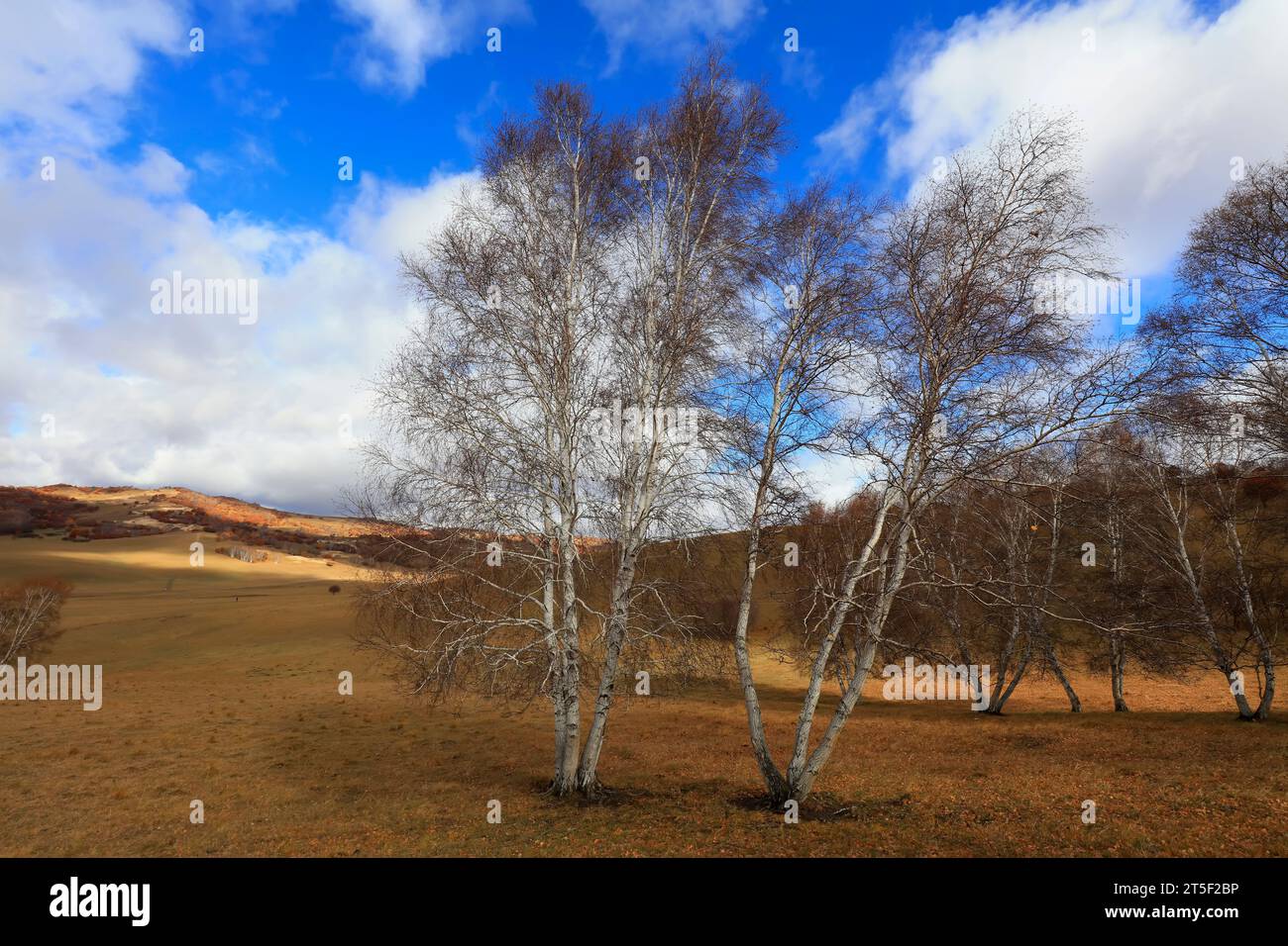 Inner Mongolia Ulan grassland scenery white birch Stock Photo - Alamy