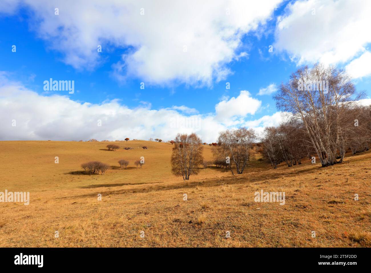 Inner Mongolia Ulan grassland scenery white birch Stock Photo - Alamy