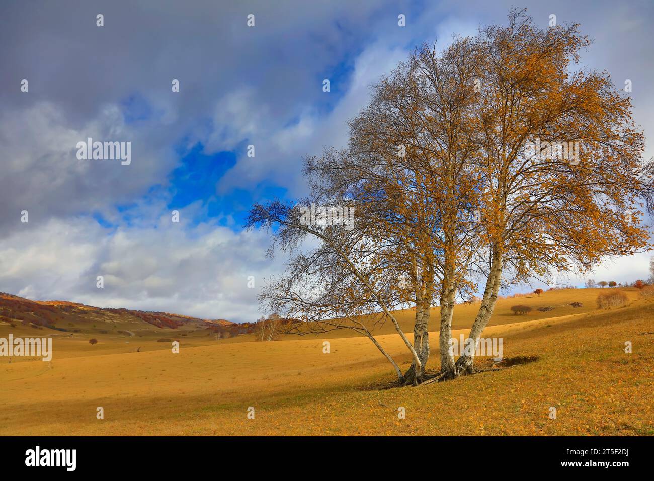 Desert planting trees hi-res stock photography and images - Alamy