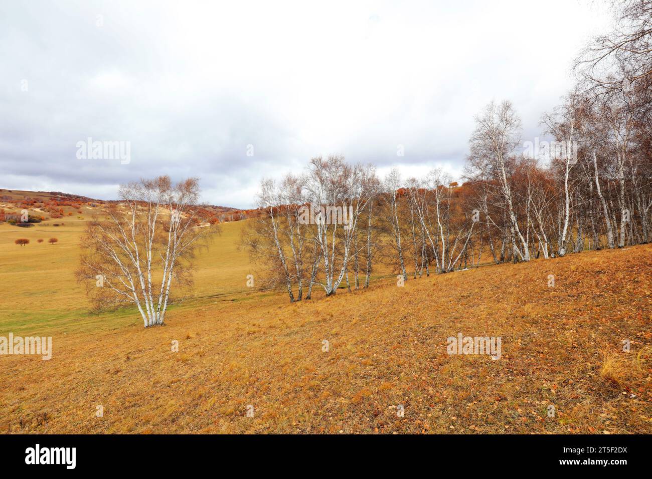 Inner Mongolia Ulan grassland scenery white birch Stock Photo - Alamy