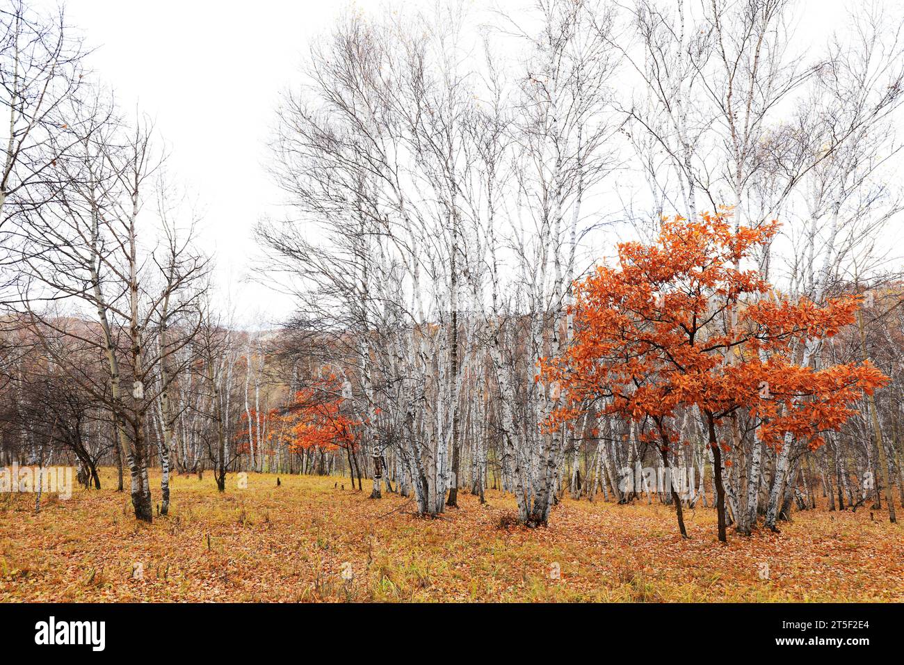 Desert planting trees hi-res stock photography and images - Alamy