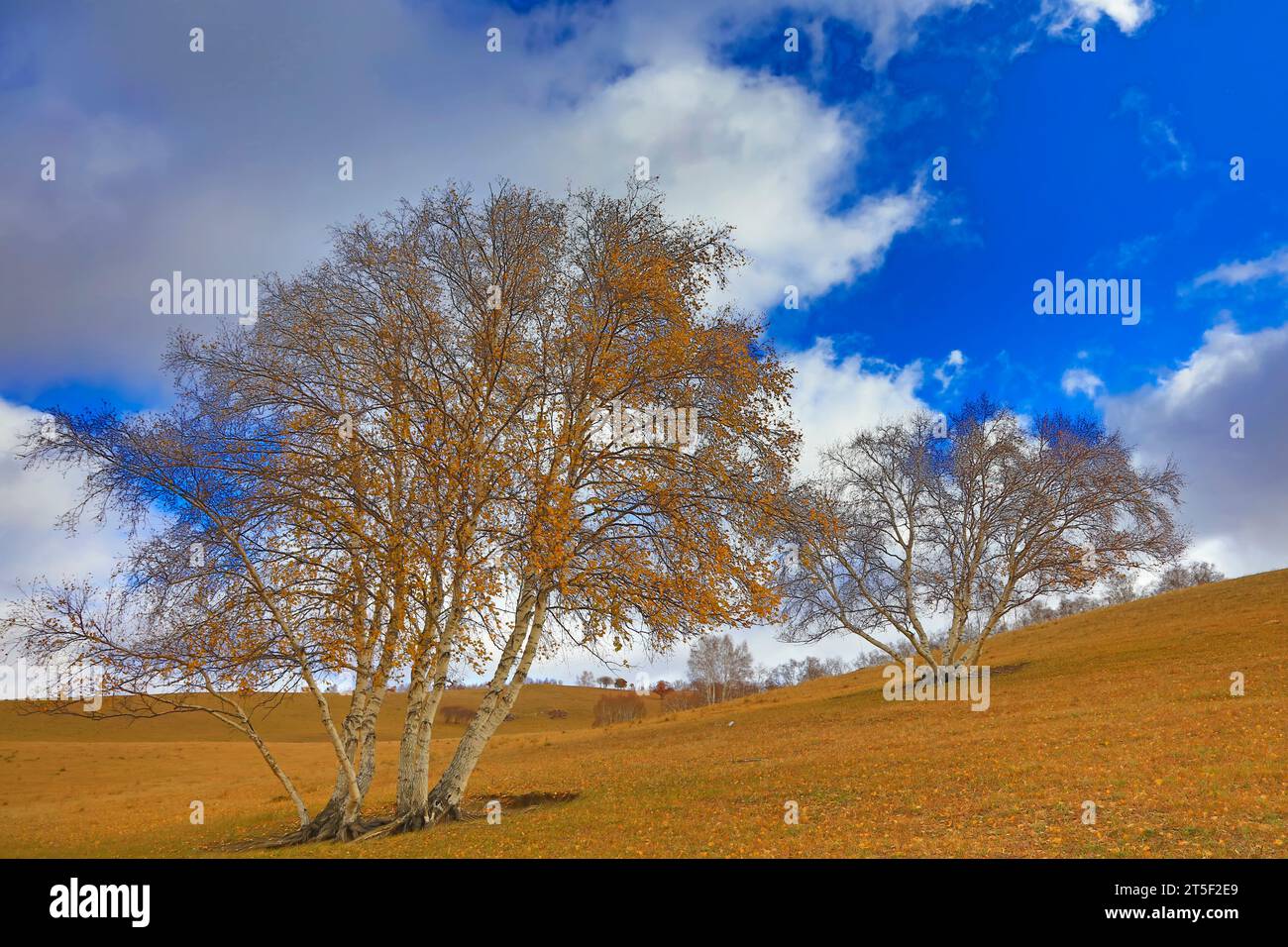 Inner Mongolia Ulan grassland scenery white birch Stock Photo - Alamy