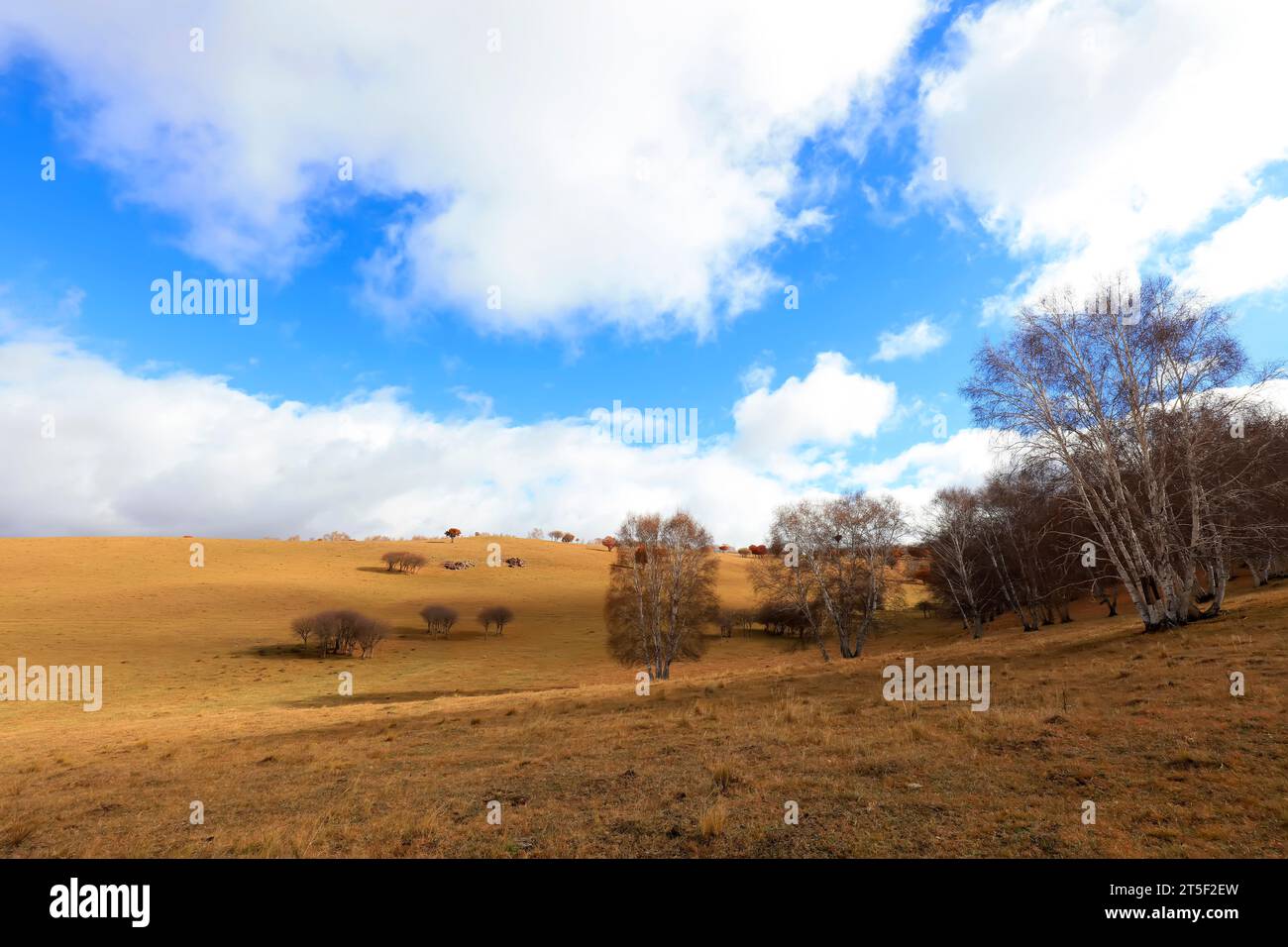Inner Mongolia Ulan grassland scenery white birch Stock Photo - Alamy