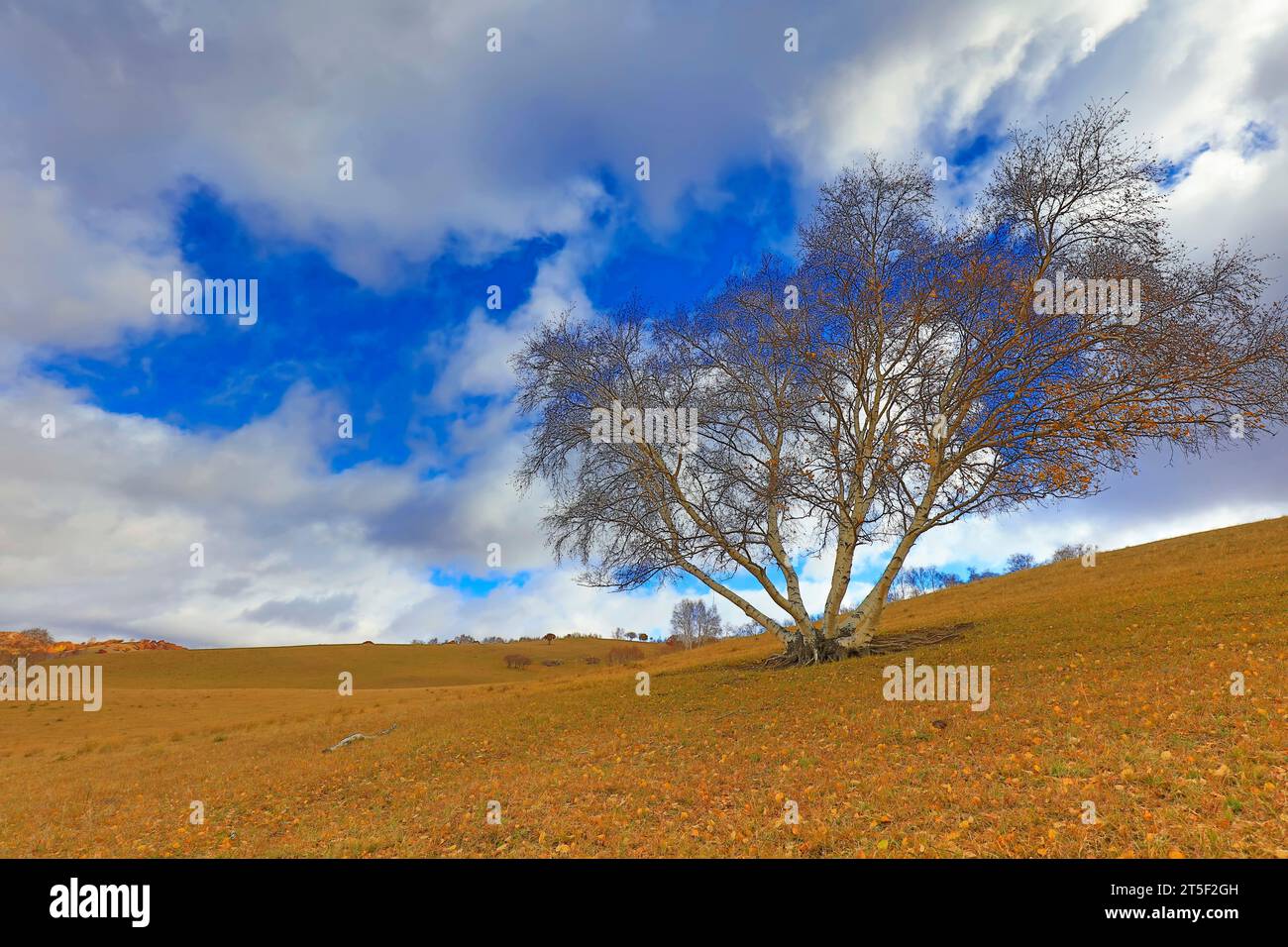 Inner Mongolia Ulan grassland scenery white birch Stock Photo - Alamy