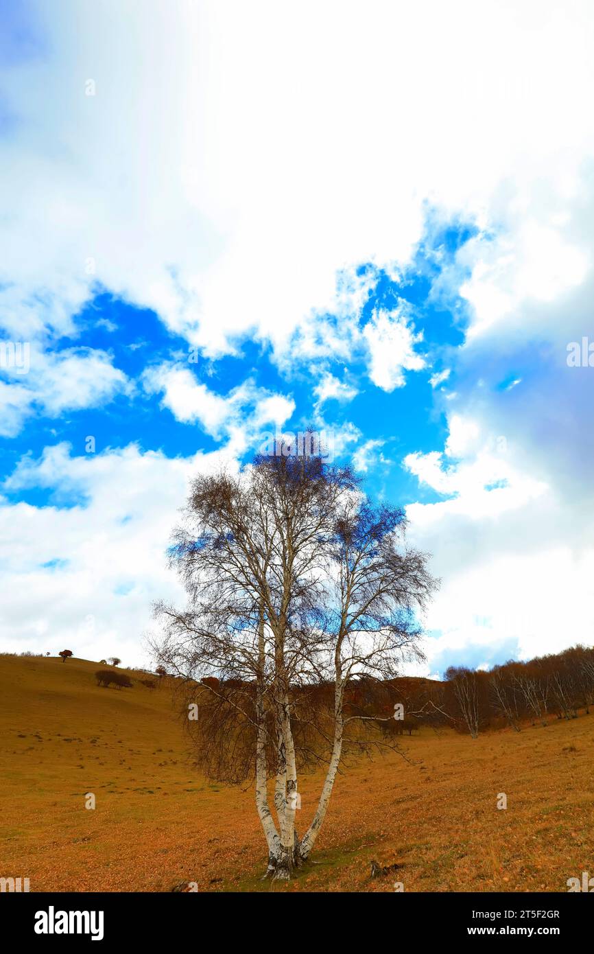 Inner Mongolia Ulan grassland scenery white birch Stock Photo - Alamy