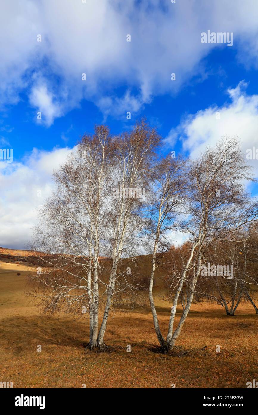 Inner Mongolia Ulan grassland scenery white birch Stock Photo - Alamy
