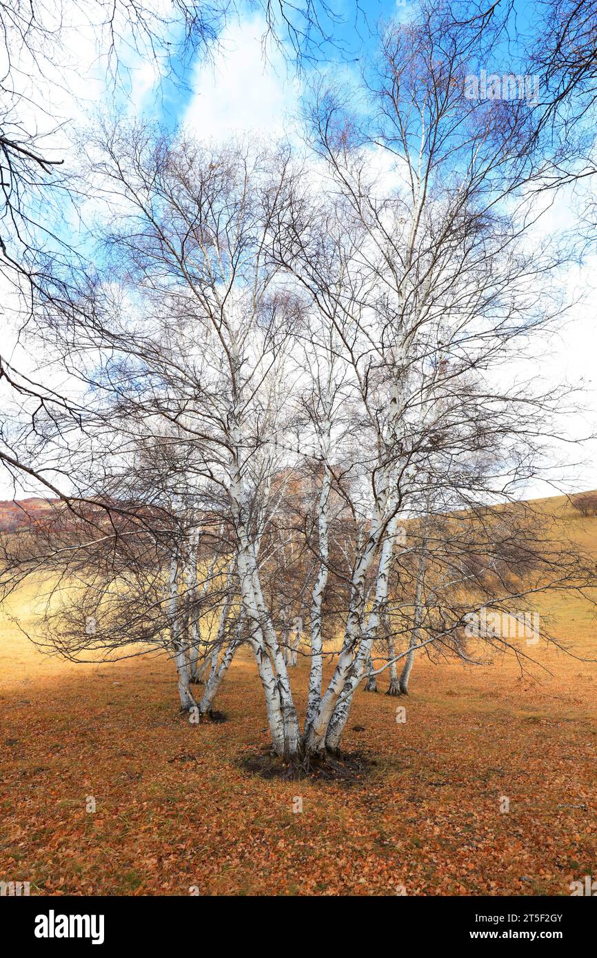 Inner Mongolia Ulan grassland scenery white birch Stock Photo - Alamy