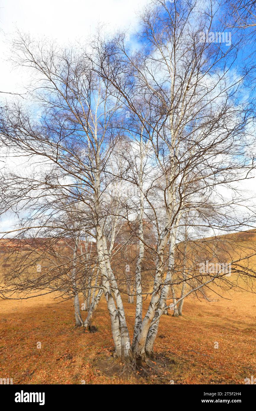 Inner Mongolia Ulan grassland scenery white birch Stock Photo - Alamy