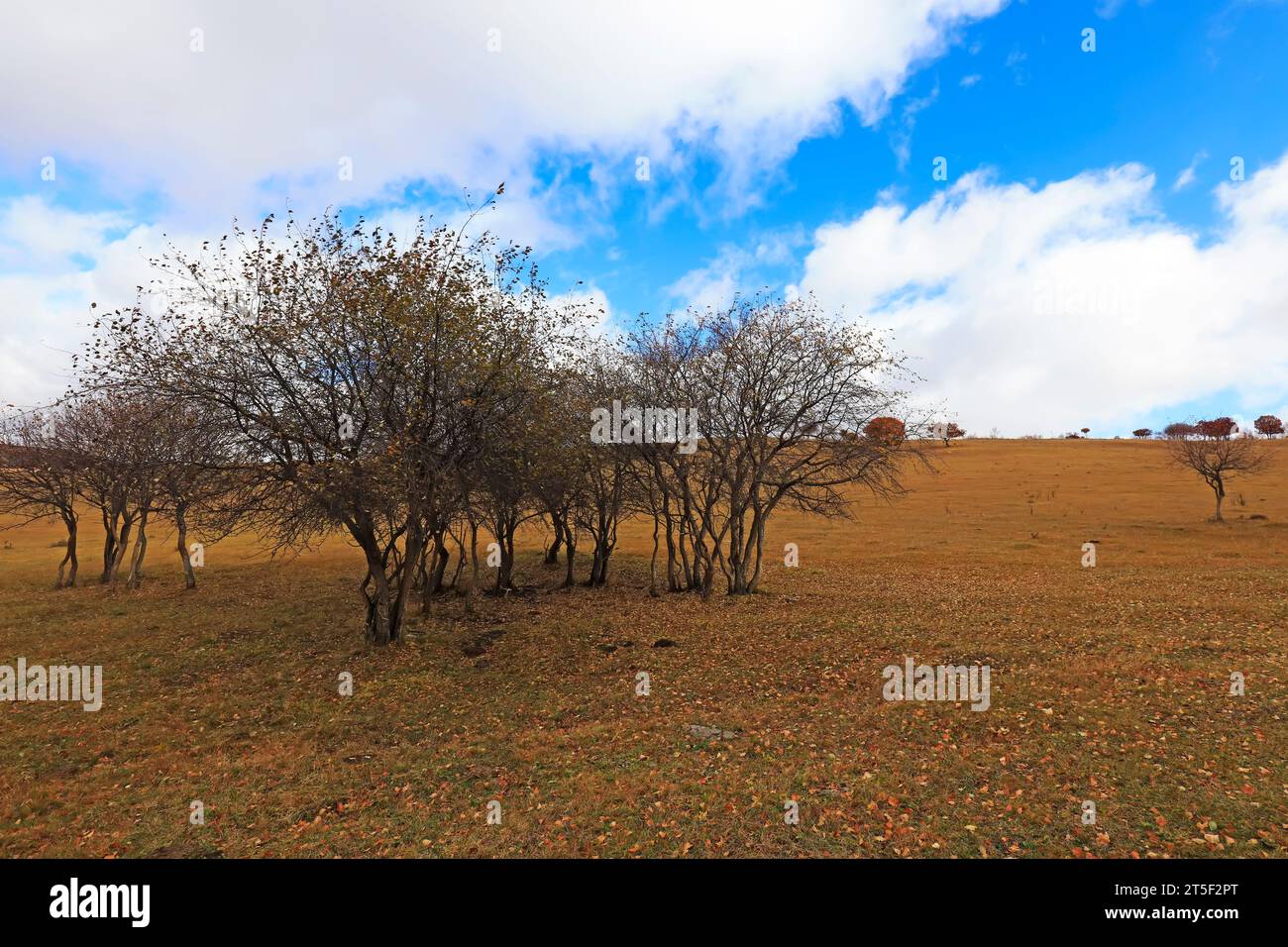 sights of the Ulan prairie in Inner Mongolia, China Stock Photo - Alamy