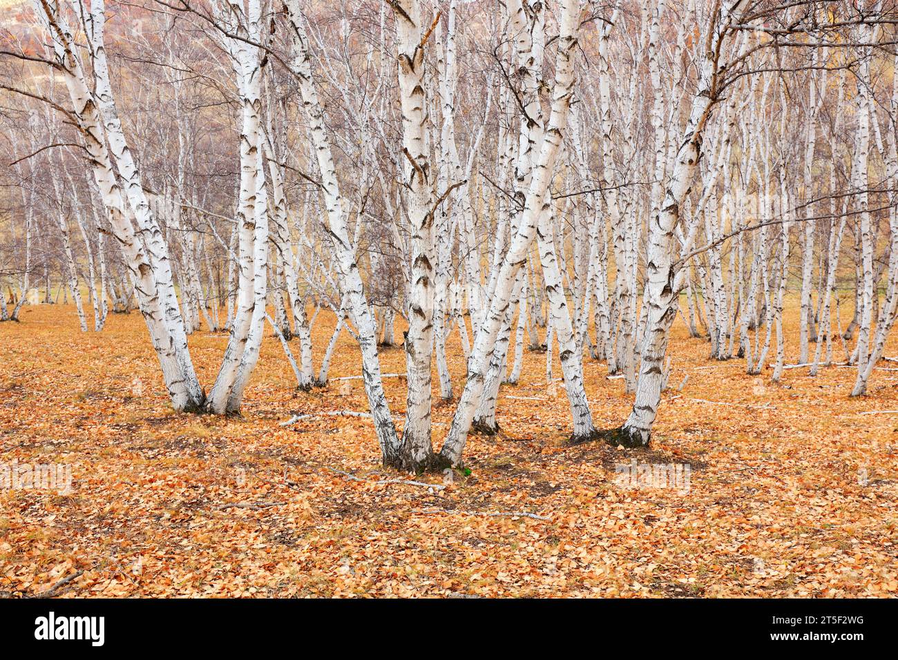 Chinese silver birch hi-res stock photography and images - Alamy