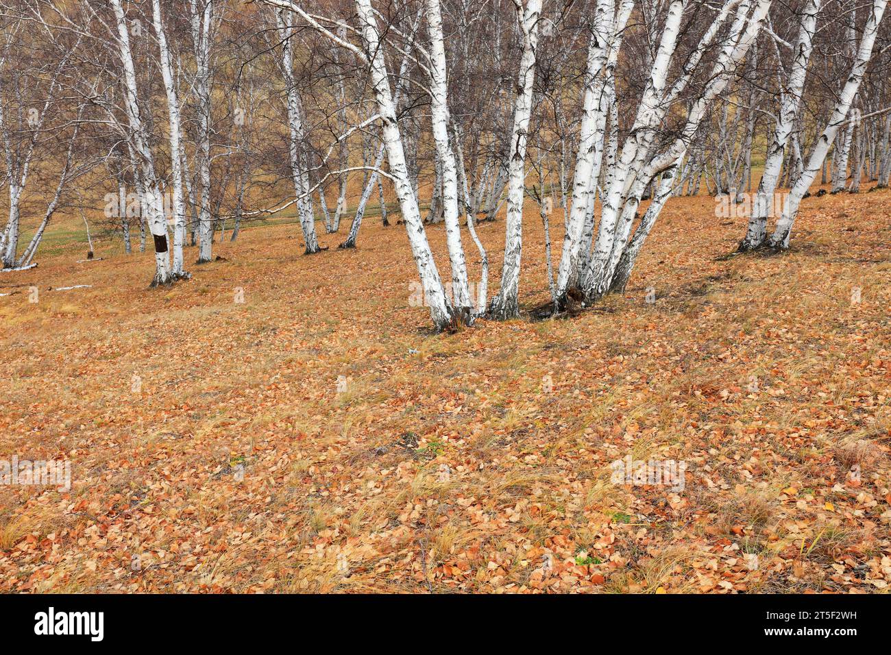 Chinese silver birch hi-res stock photography and images - Alamy