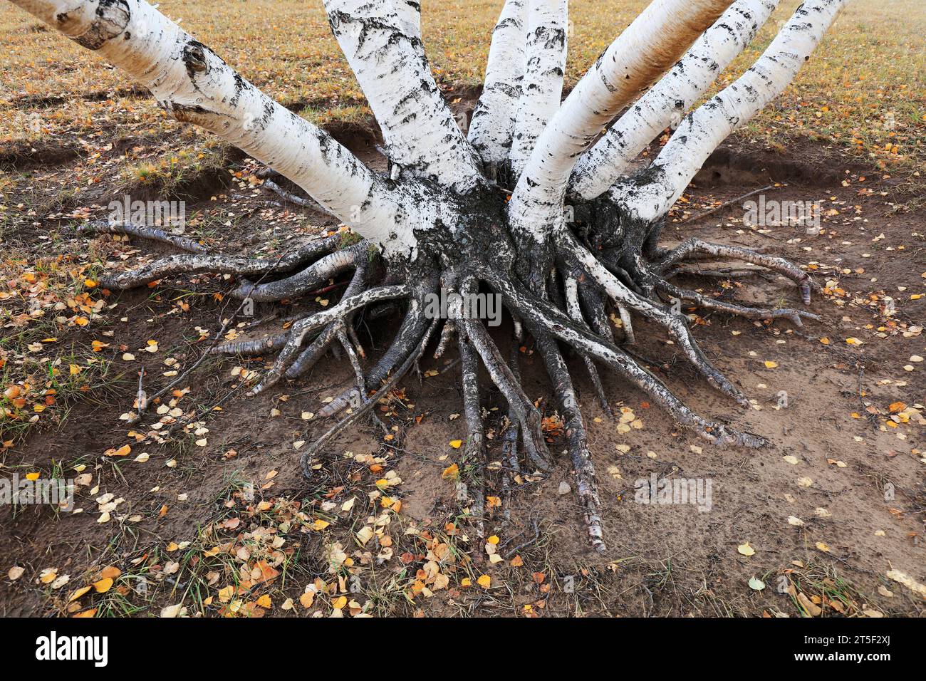 Silver birch trees mongolia hi-res stock photography and images - Alamy