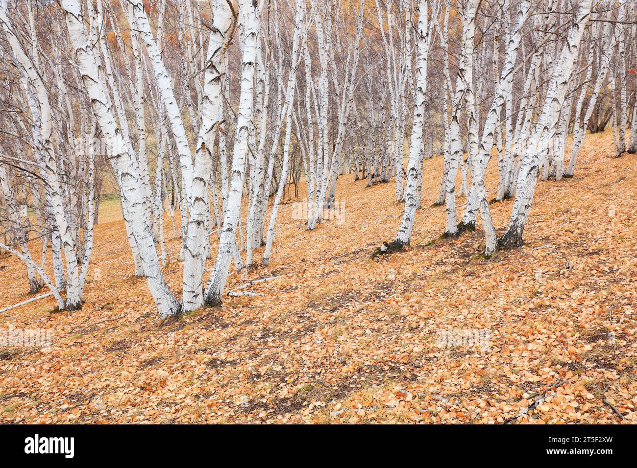 Silver birch in the wild Stock Photo - Alamy