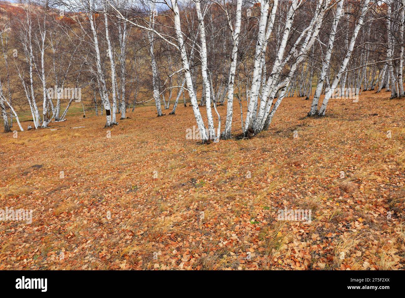 Chinese silver birch hi-res stock photography and images - Alamy