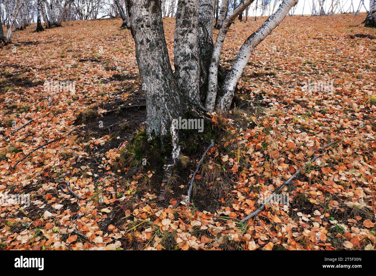 Silver birch in the wild Stock Photo - Alamy