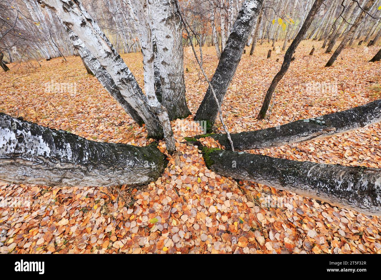 Silver birch trees mongolia hi-res stock photography and images - Alamy