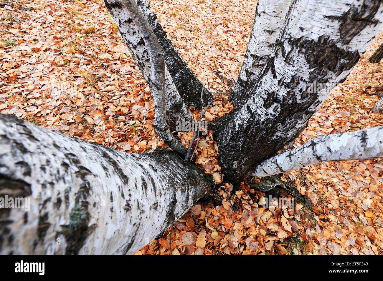 Silver birch in the wild Stock Photo - Alamy