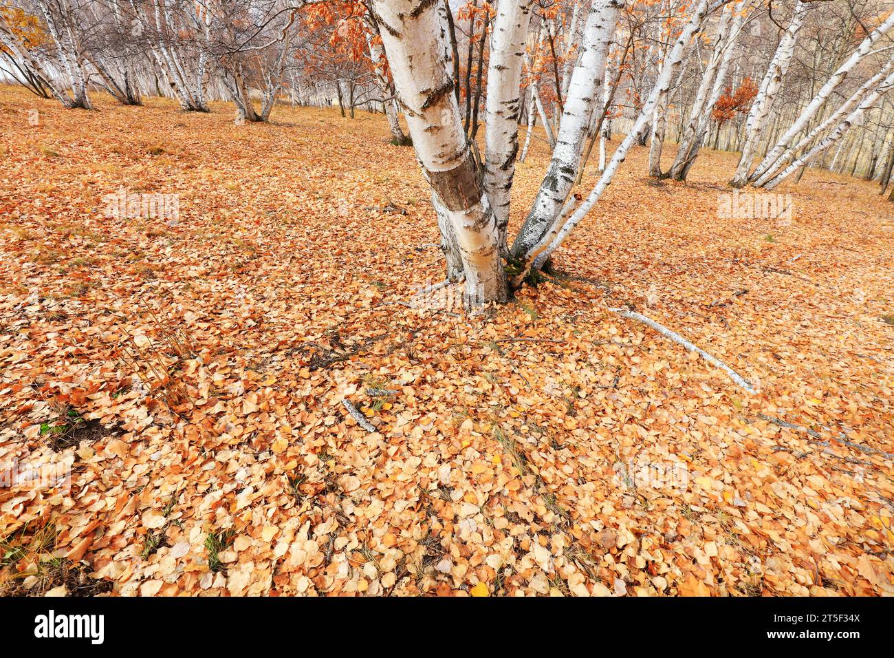 Silver birch trees mongolia hi-res stock photography and images - Alamy