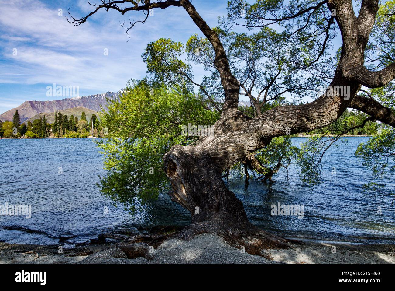 Unusual tree at the waters edge of Lake Wakatipu Queenstown New Zealand ...