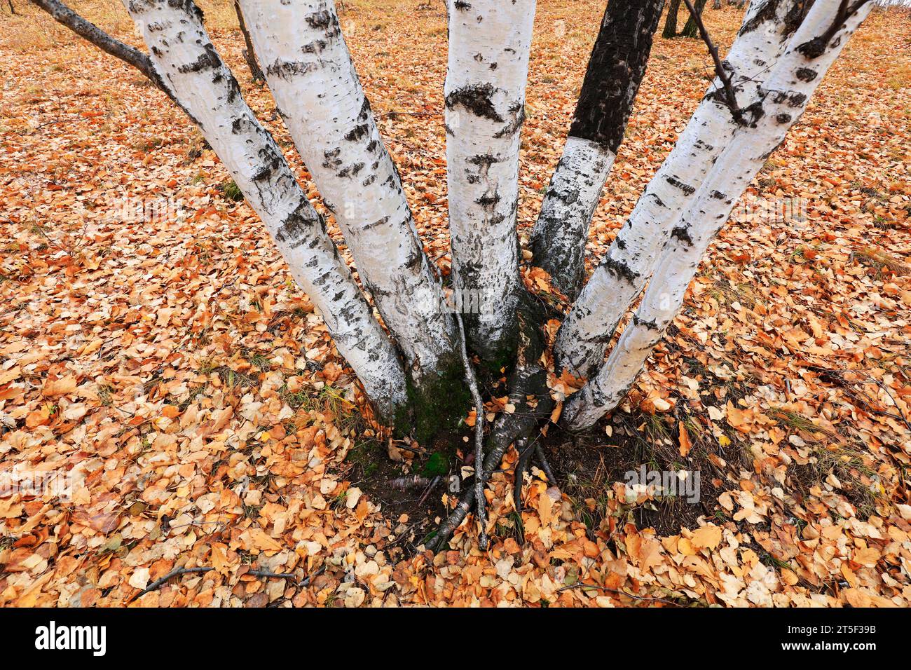 Silver birch trees mongolia hi-res stock photography and images - Alamy
