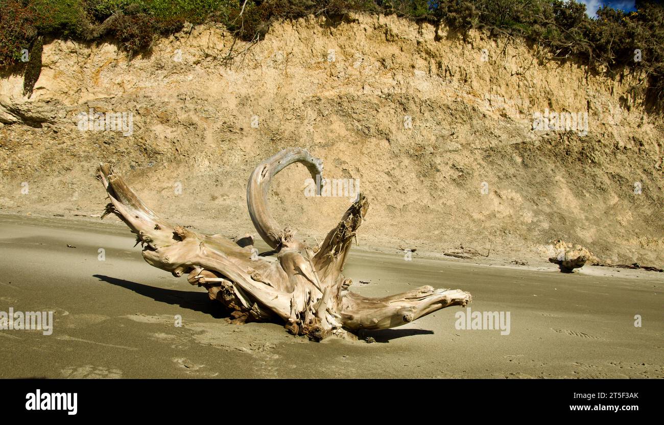 Smooth tree branched washed up on Hampden Beach Otago New Zealand Stock ...