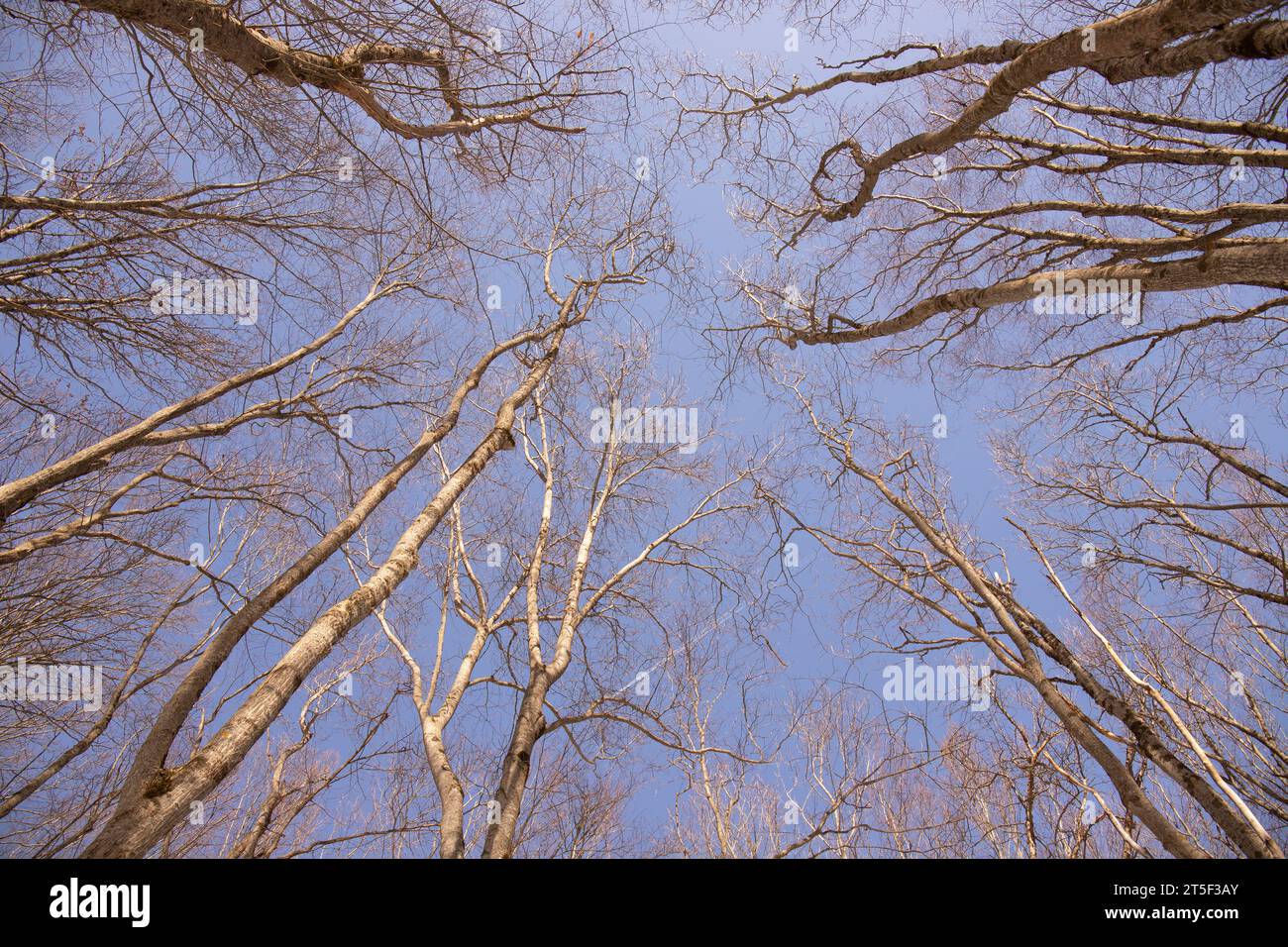Plant reaching light hi-res stock photography and images - Alamy