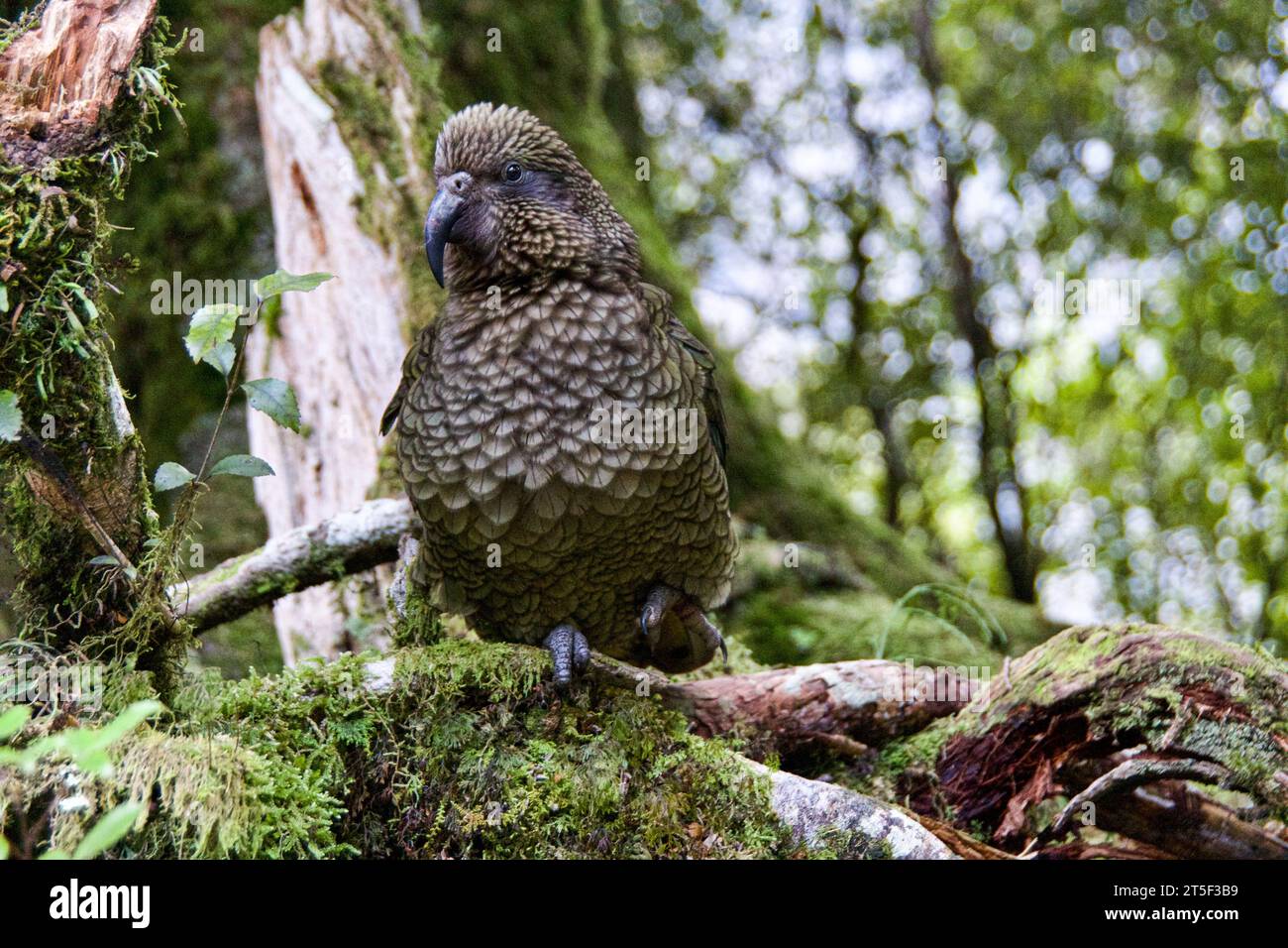 Twig lookout hi-res stock photography and images - Alamy