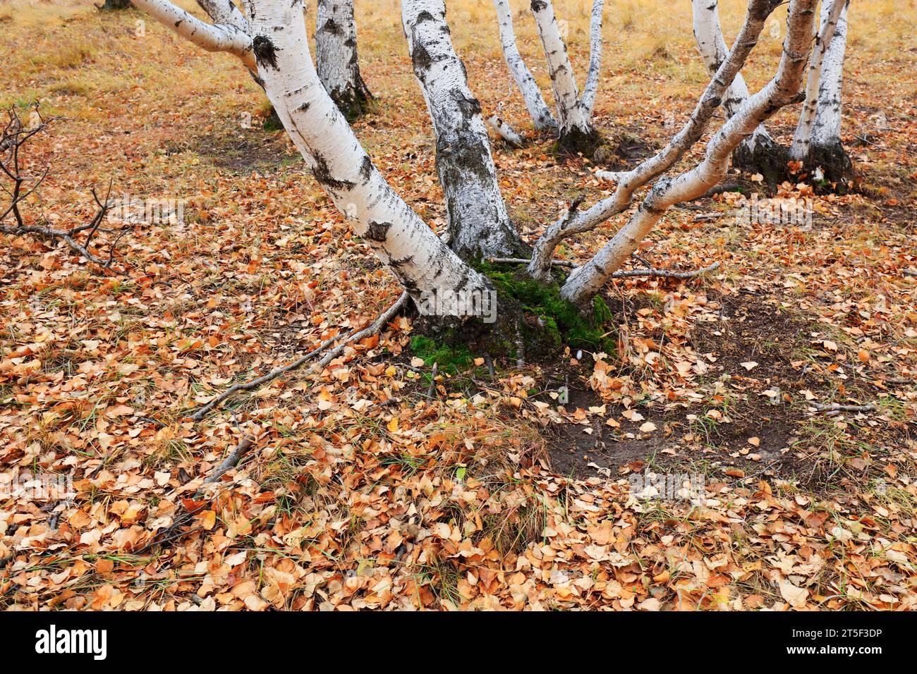 Silver birch trees mongolia hi-res stock photography and images - Alamy