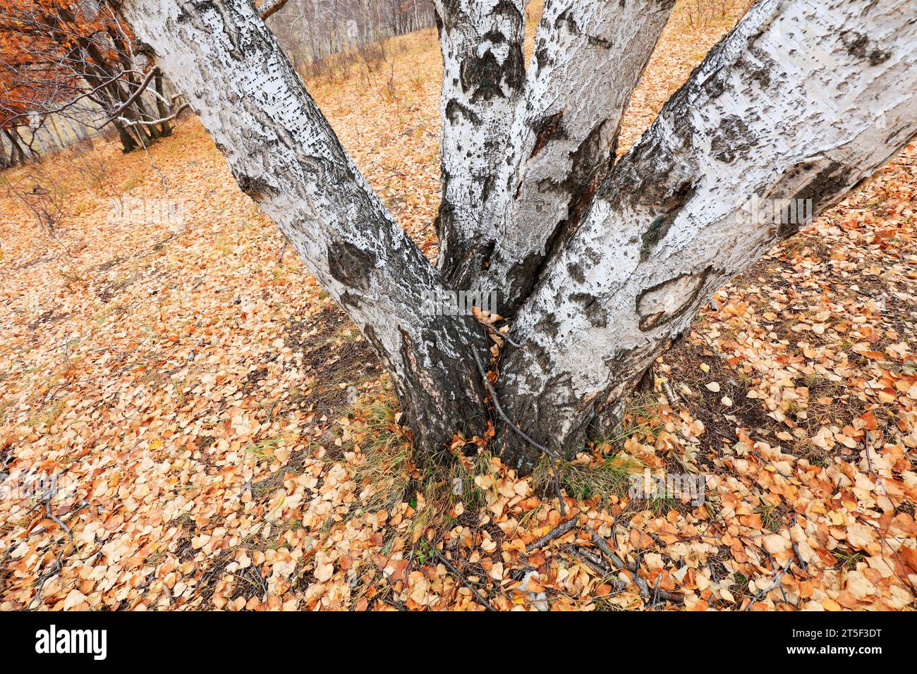 Silver birch in the wild Stock Photo - Alamy