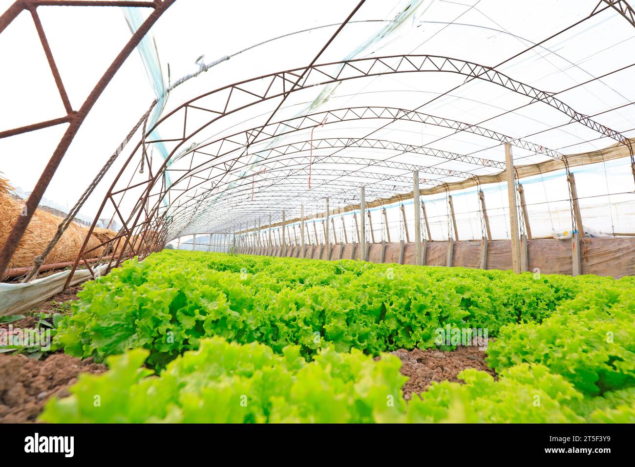 Bearing vegetables hi-res stock photography and images - Alamy