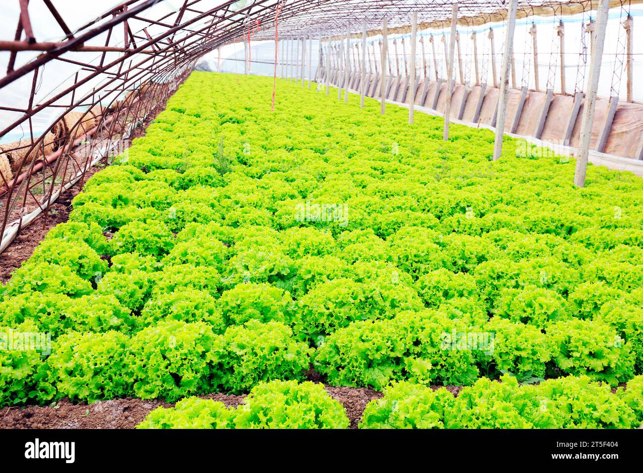 Bearing vegetables hi-res stock photography and images - Alamy
