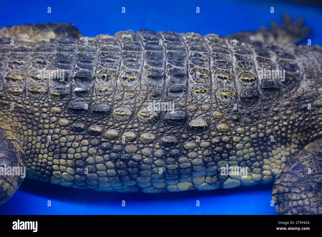 Alligator back hi-res stock photography and images - Alamy
