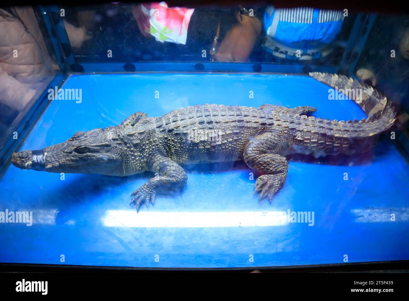 Chinese alligator in the aquarium Stock Photo - Alamy