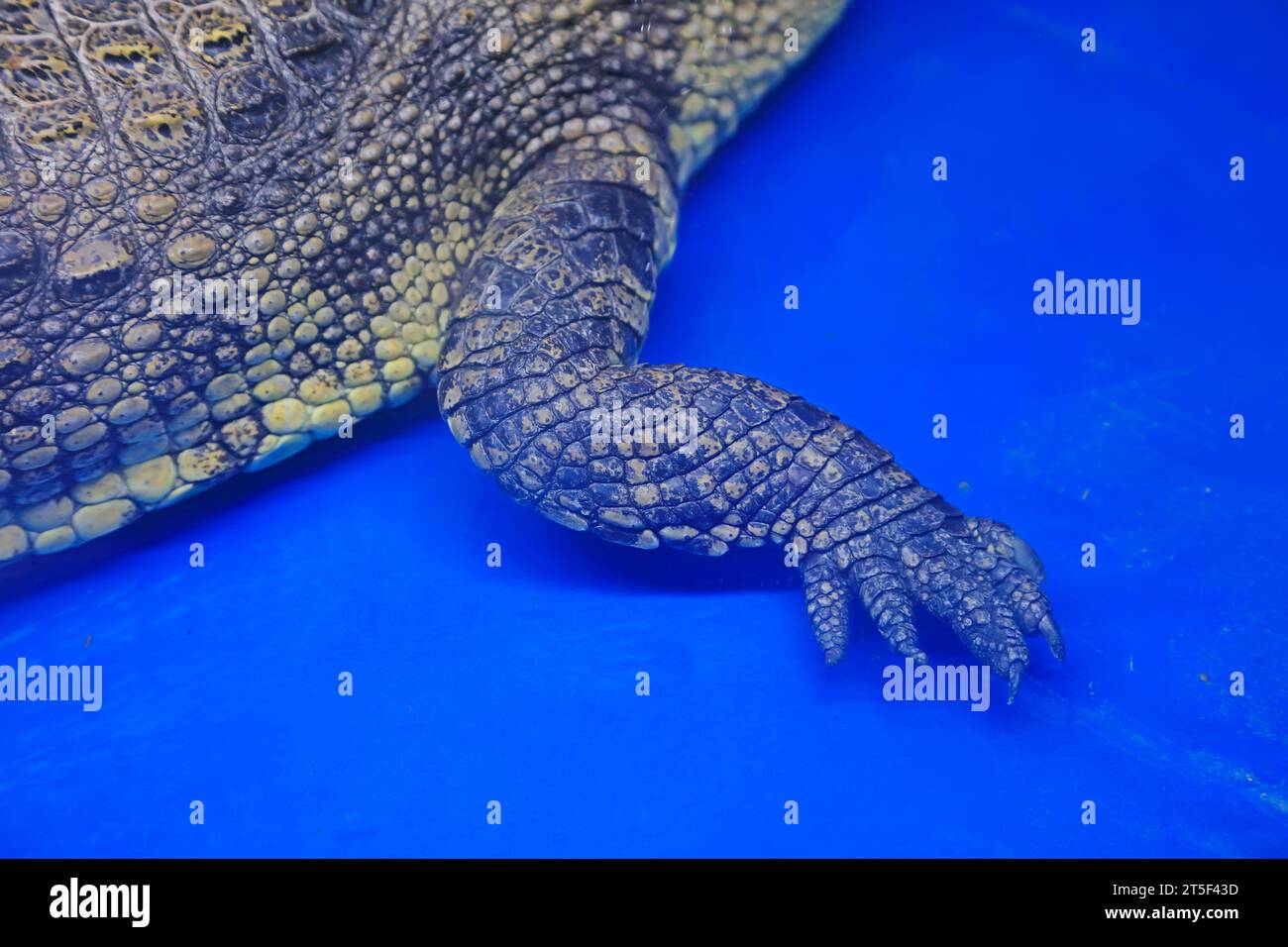 Chinese alligator hi-res stock photography and images - Alamy