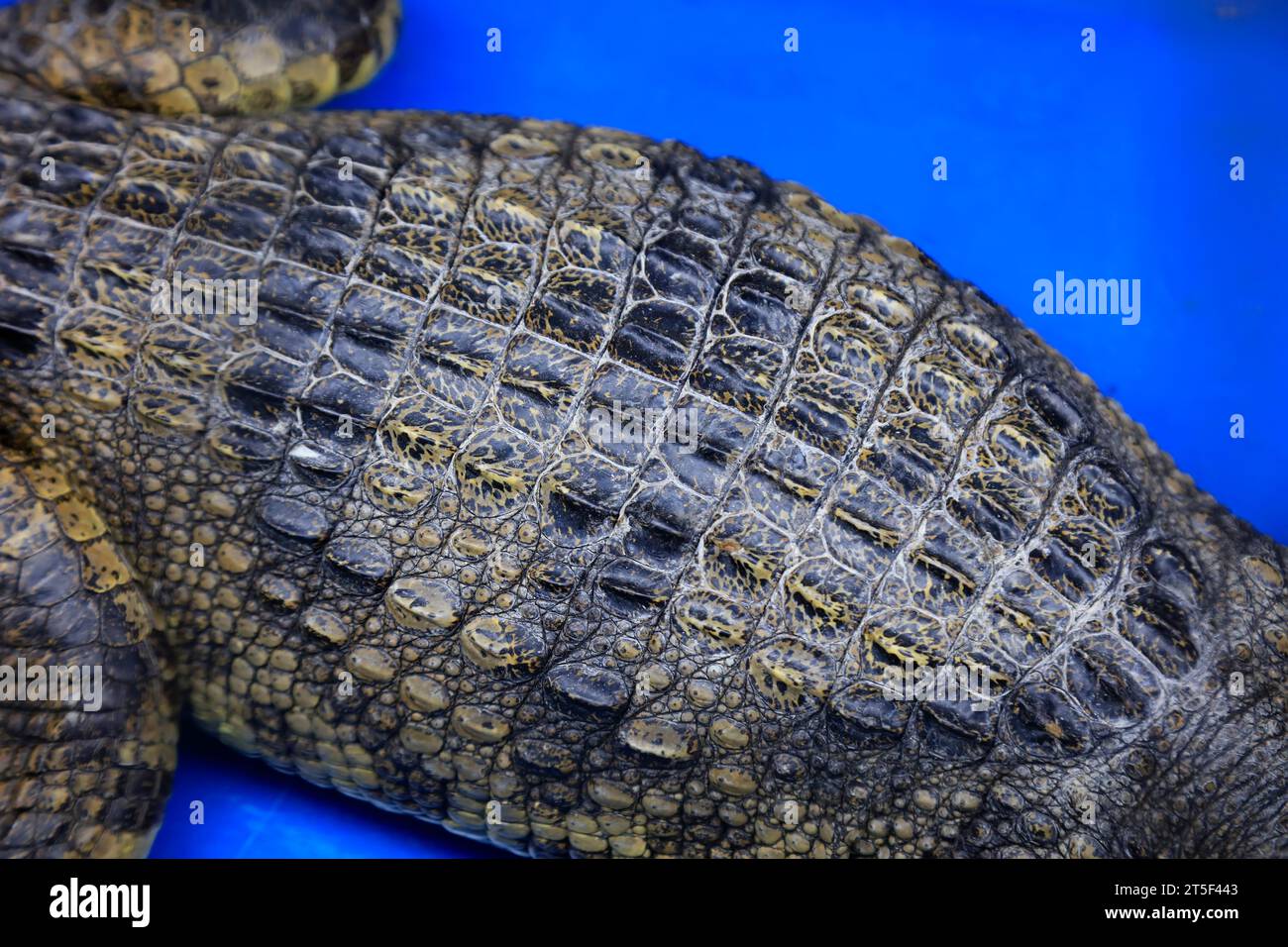 Alligator back hi-res stock photography and images - Alamy
