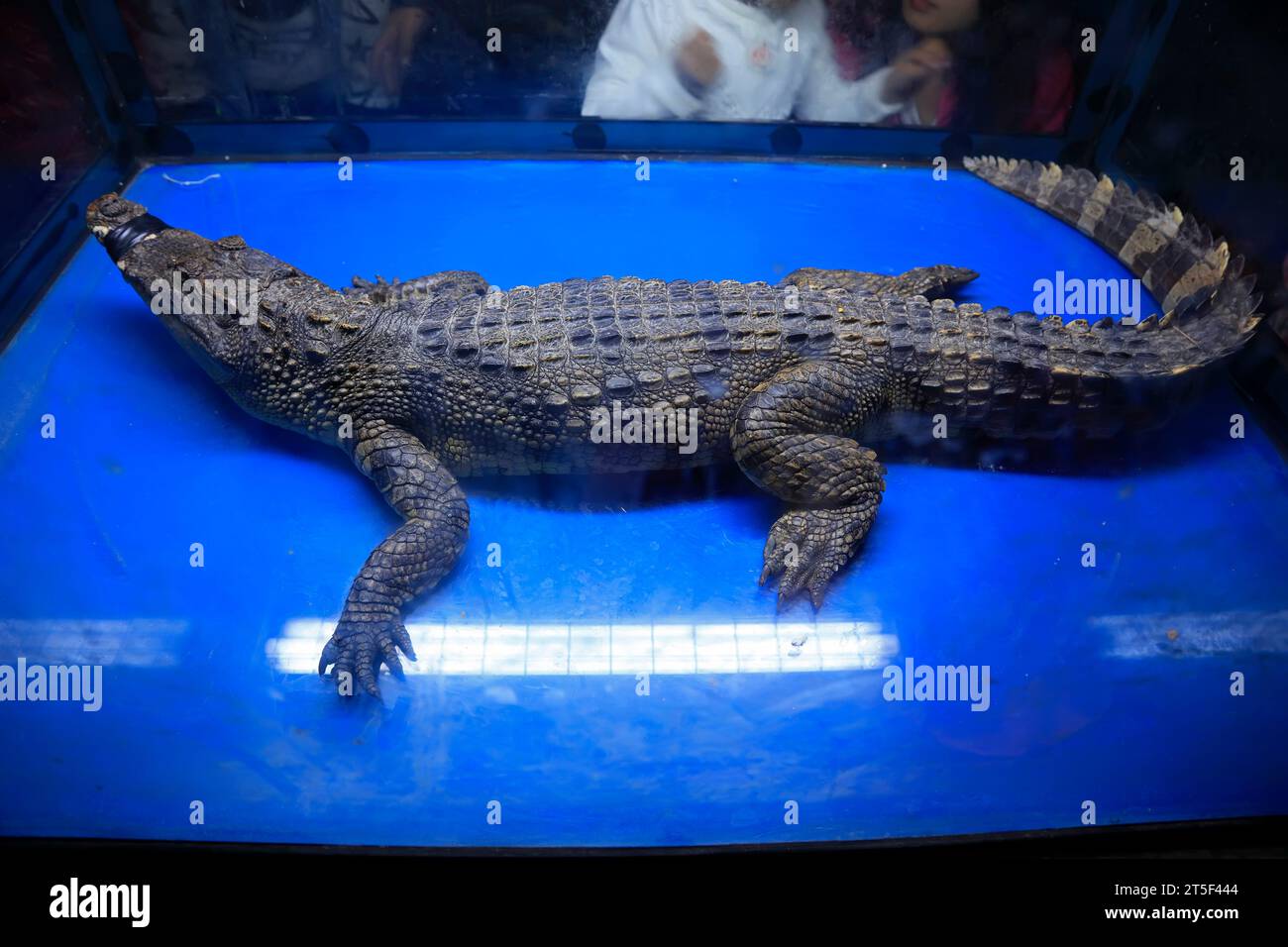 Chinese alligator in the aquarium Stock Photo - Alamy