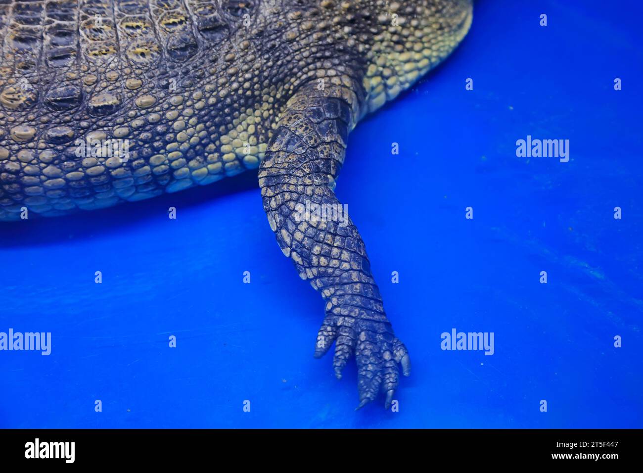 Chinese alligator claws Stock Photo - Alamy