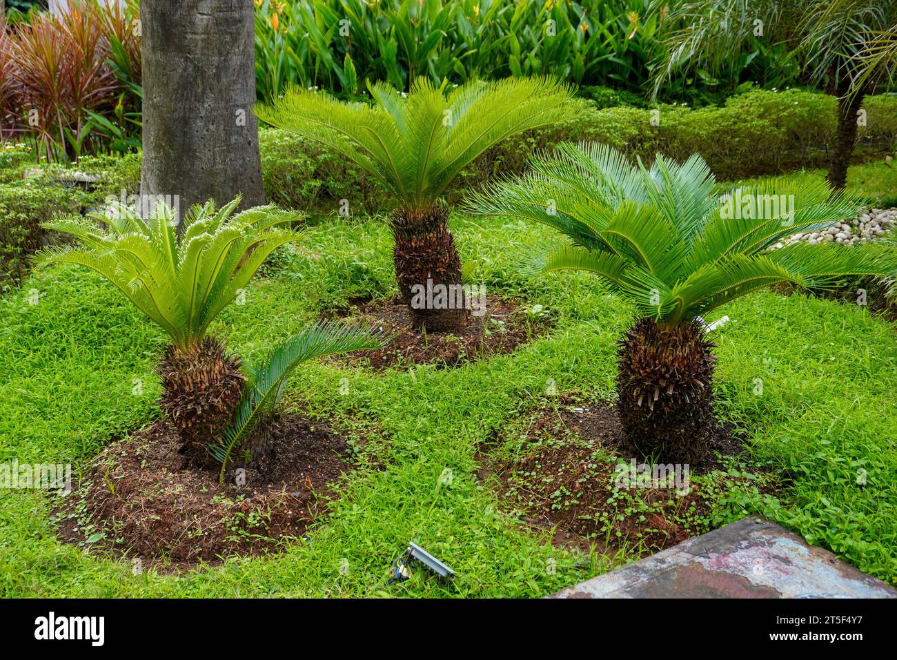 Mini palm palms are planted in a lush green garden with lush grass ...