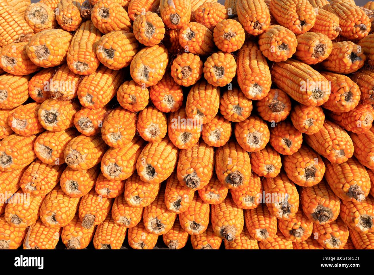 corn dried together Stock Photo - Alamy