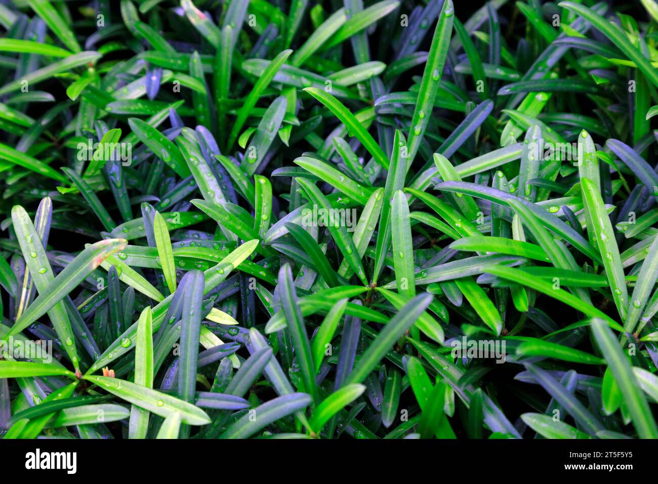 Pine leaf feature Stock Photo - Alamy